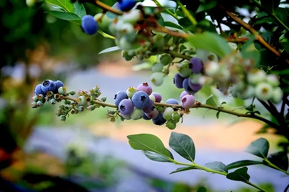 How to use the special sulfur powder for fruit trees？ - Superfine ...